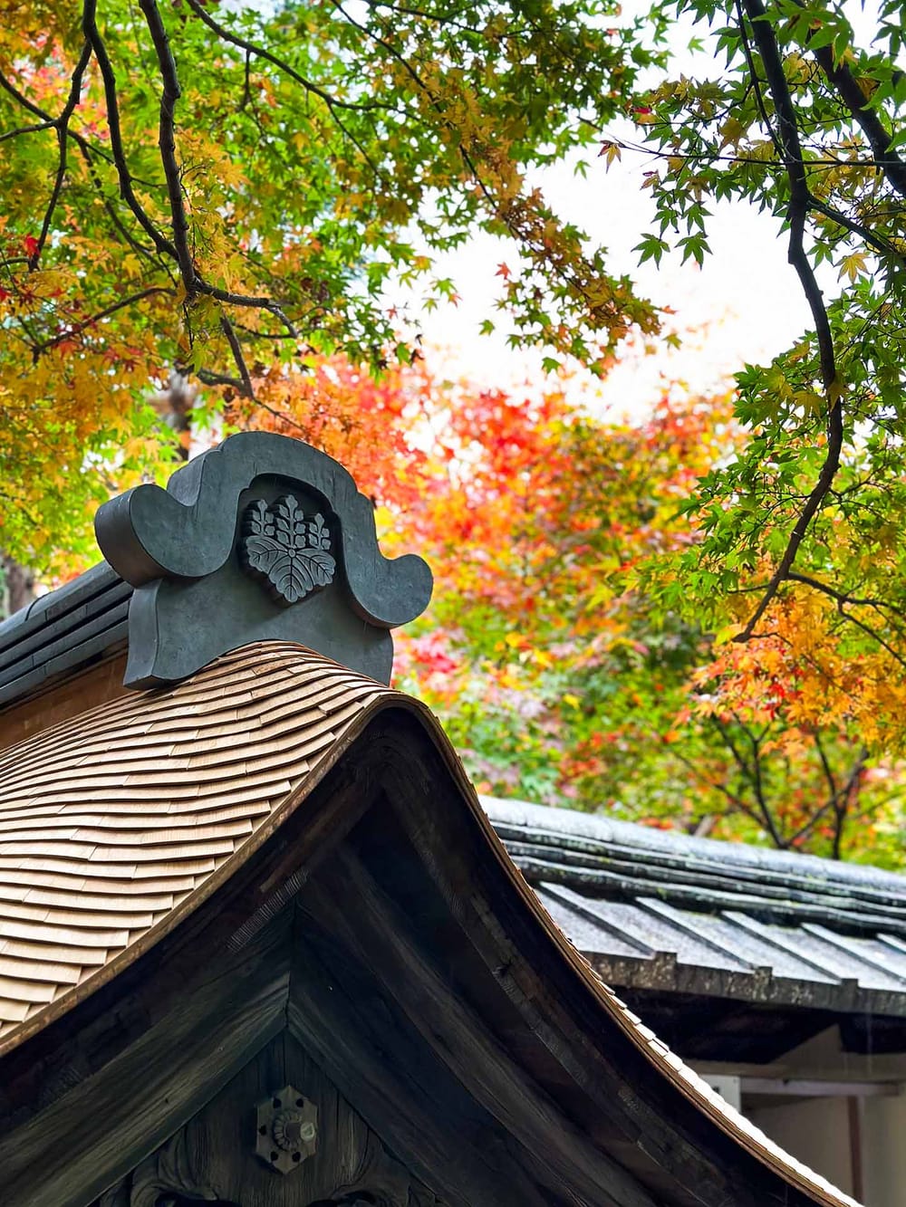 Kamon, the original logos of Japan